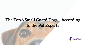 The Top 6 Small Guard Dogs – Zenapet