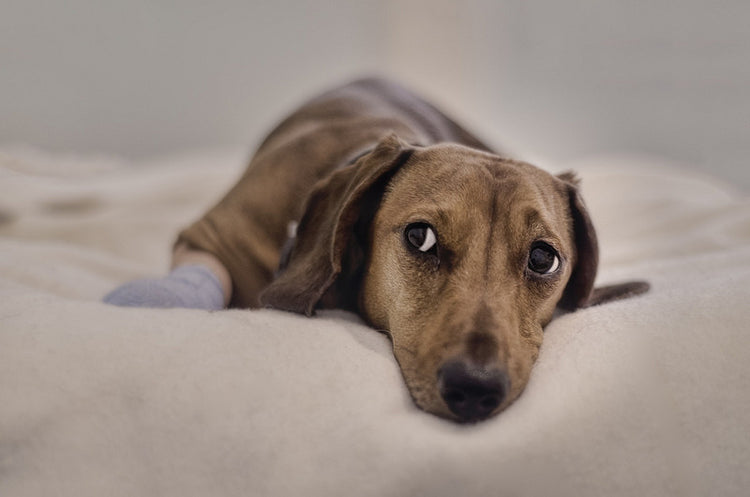 Top Signs of Post-Traumatic Disorder in Dogs – Zenapet